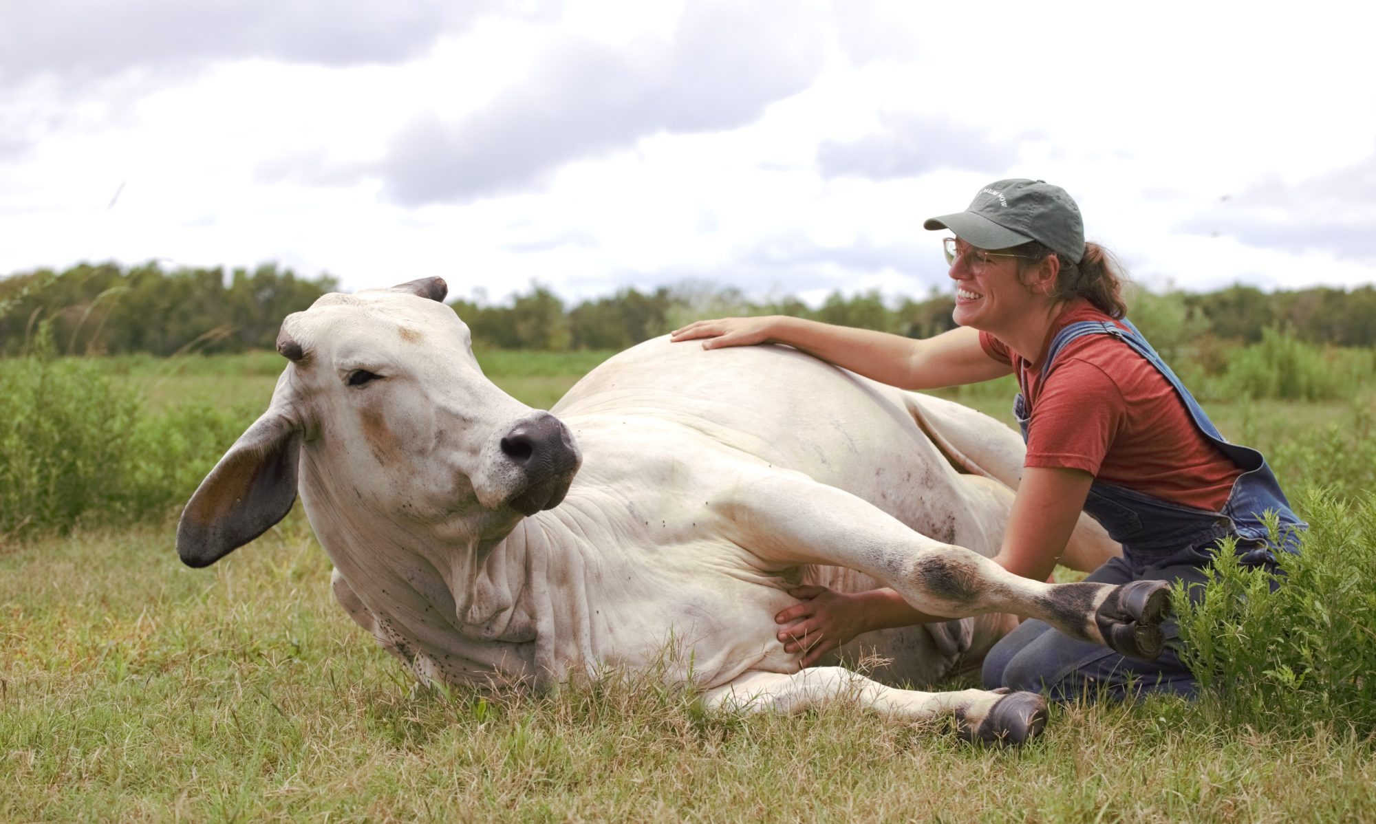 Book your cow cuddling experience