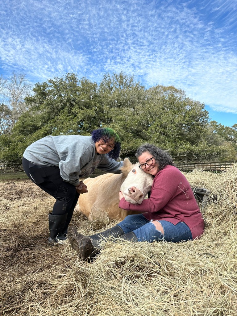 Cow Cuddling – Sweet Times on the Farm, LLC