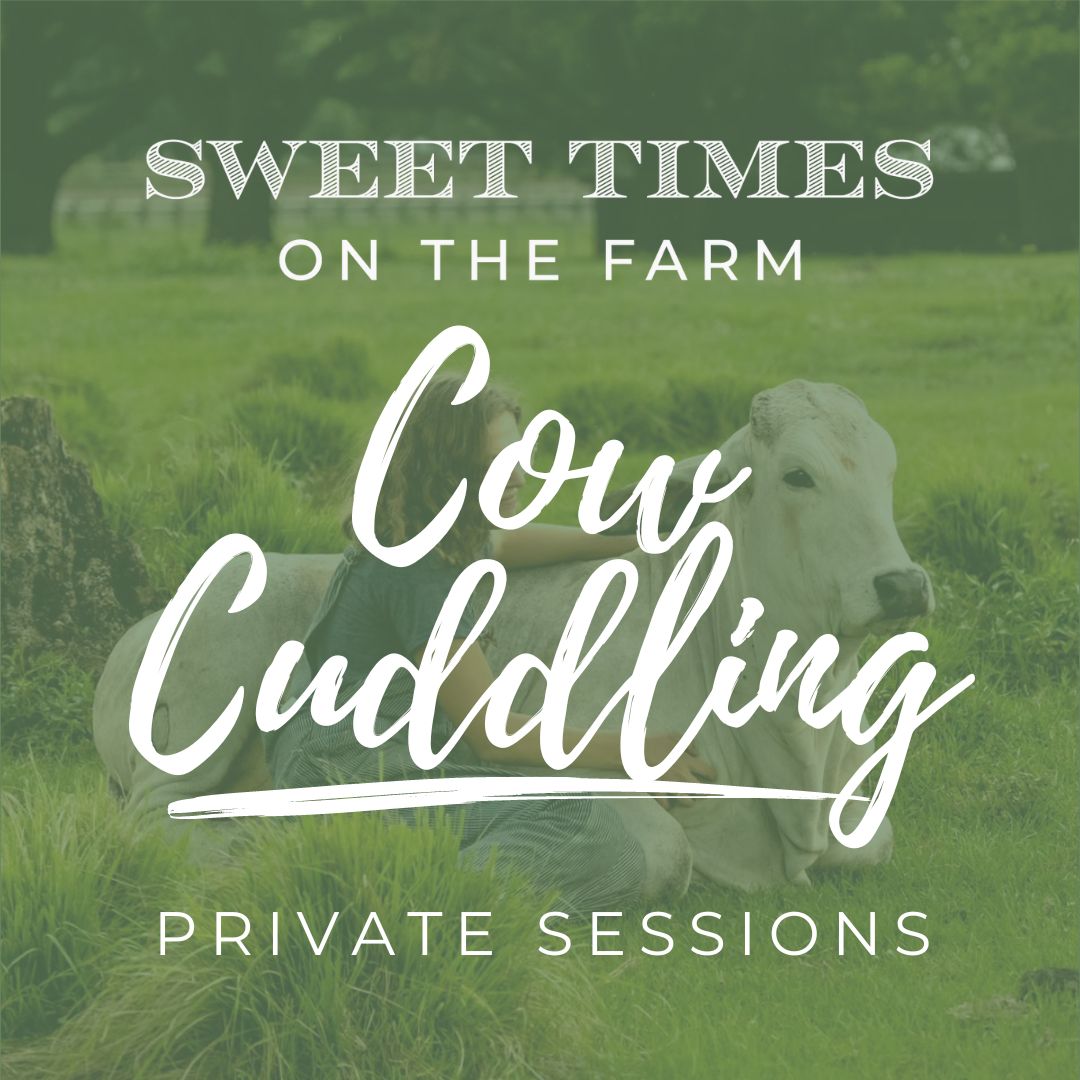 Cow Cuddling – Sweet Times on the Farm, LLC