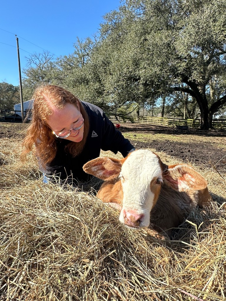 Book your cow cuddling experience
